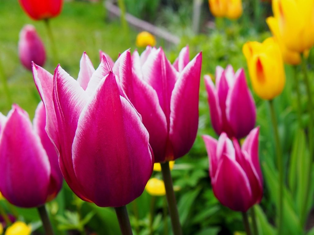 Nationale tulpendag weetjes en tips over tulpen - tipsvoorjou.com